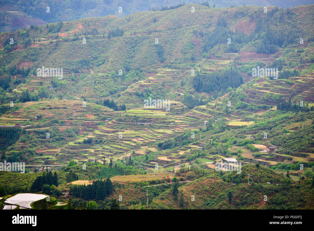 Fish farming in rice paddies hi-res stock photography and images - Alamy