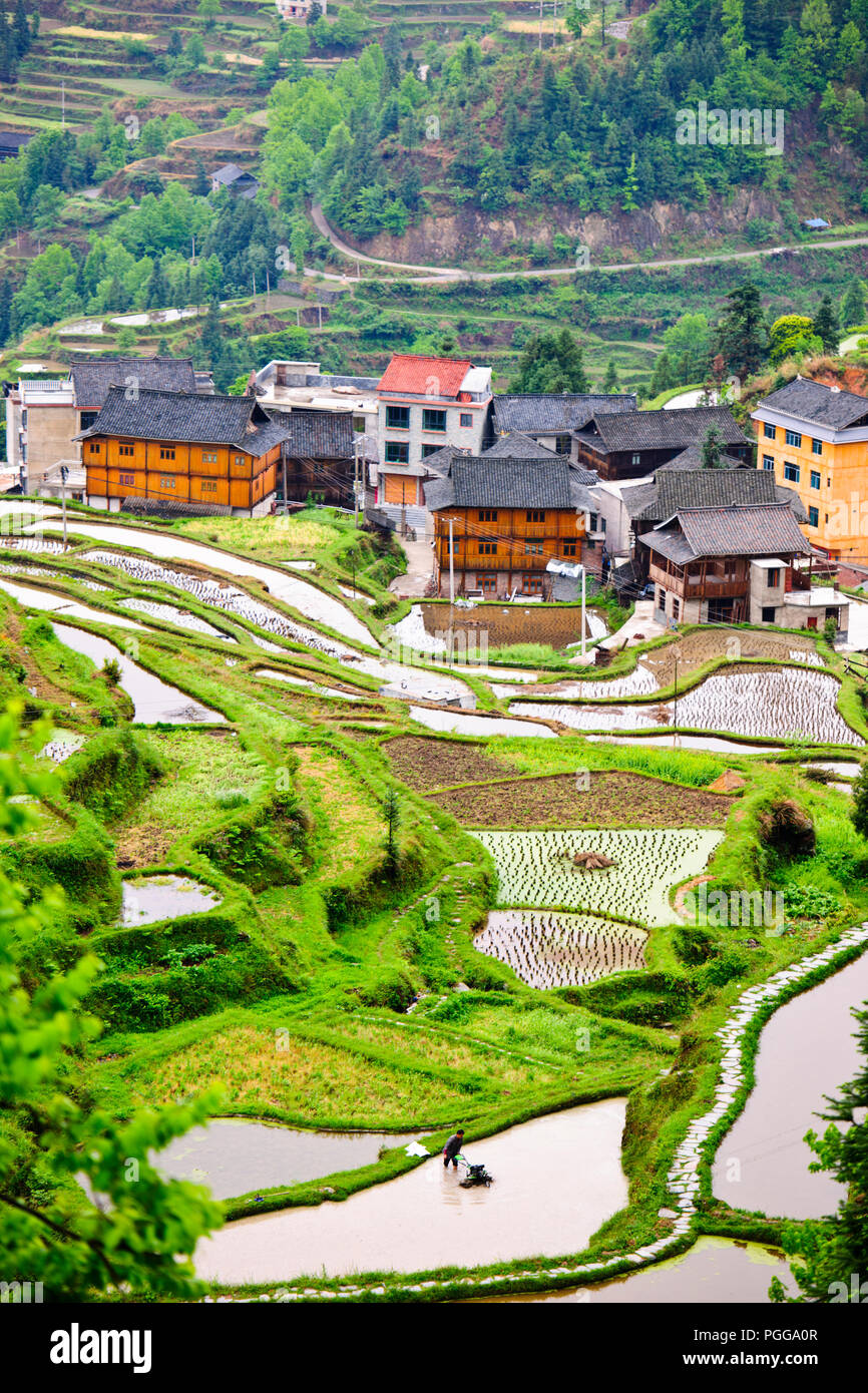 Fish farming in rice paddies hi-res stock photography and images - Alamy