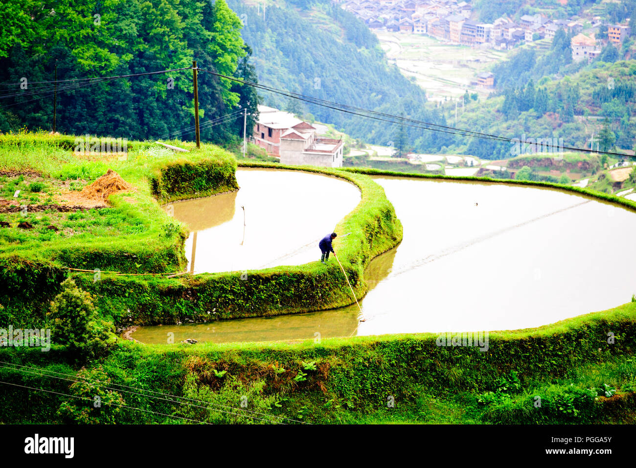 Fish farming in rice paddies hi-res stock photography and images - Alamy