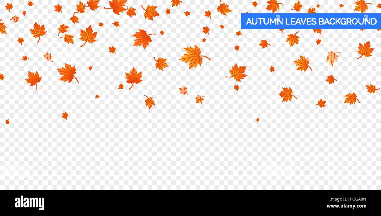 Autumn falling leaves on transparent background. Vector autumnal ...