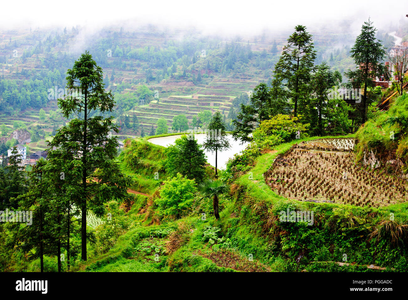 Fish farming in rice paddies hi-res stock photography and images - Alamy