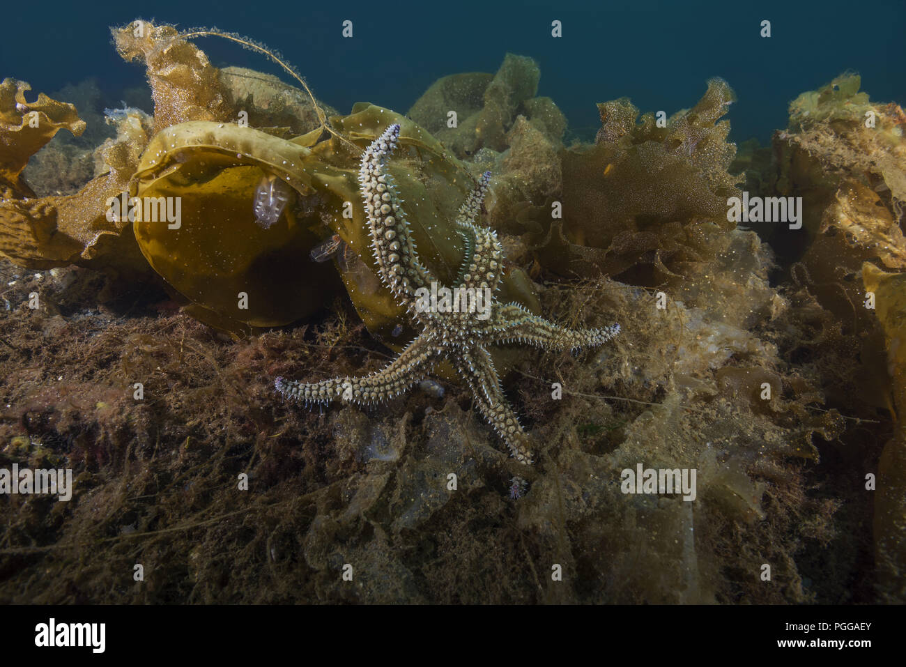Spiny Starfish (Marthasterias glacialis) on brown algae Stock Photo - Alamy