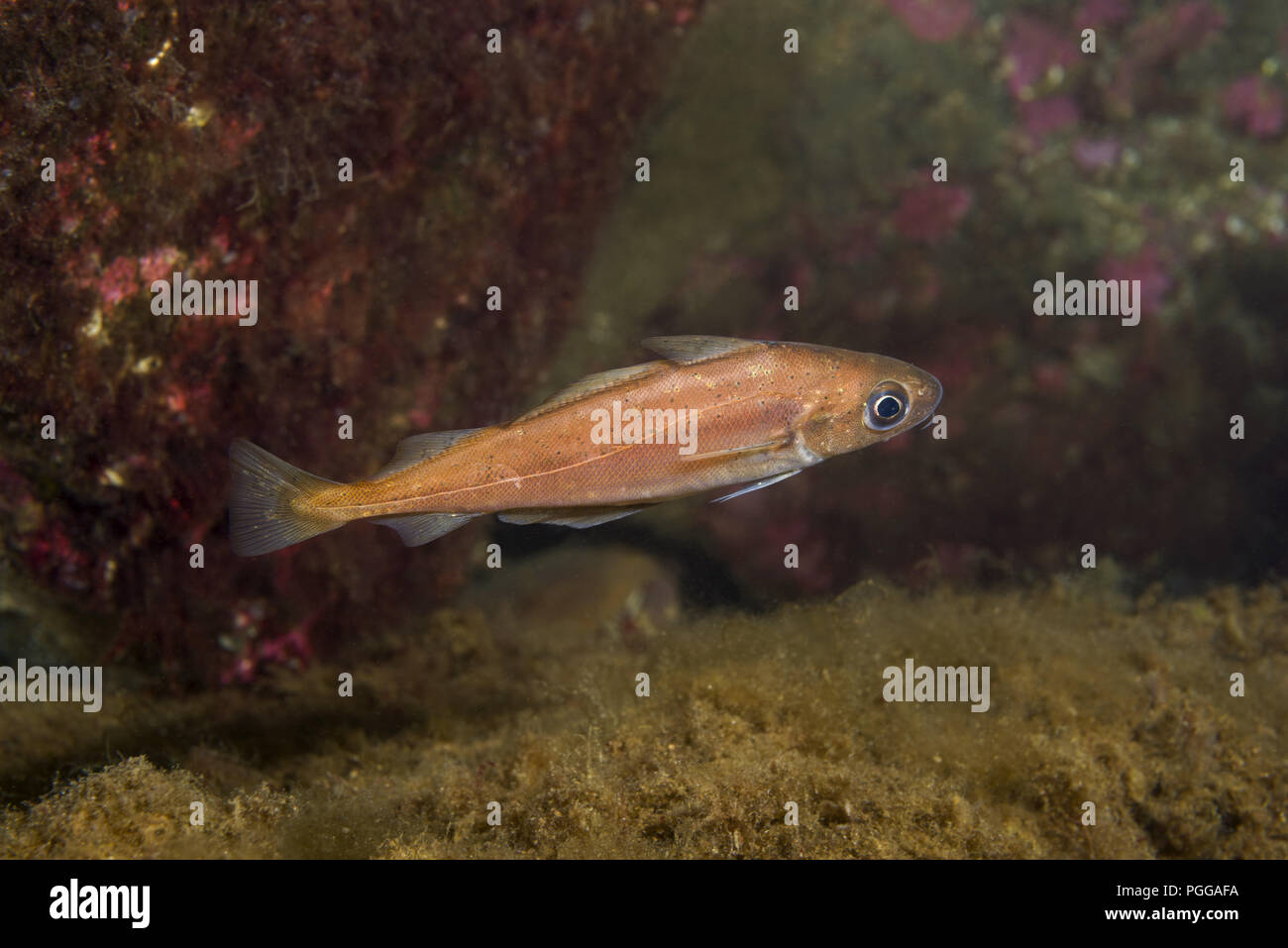Poor Cod or Capelin (Trisopterus Minutus) near reef Stock Photo - Alamy