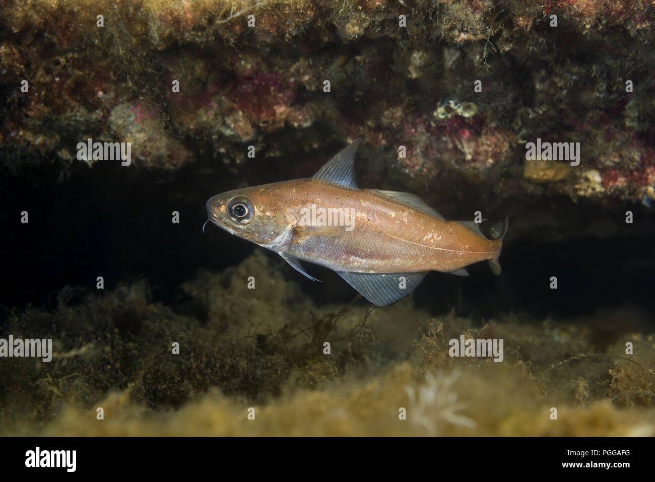 Poor Cod or Capelin (Trisopterus Minutus) near reef Stock Photo - Alamy