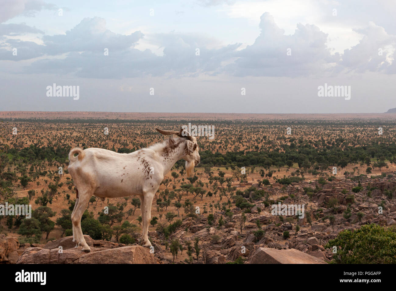 Sahelian goat hi-res stock photography and images - Alamy