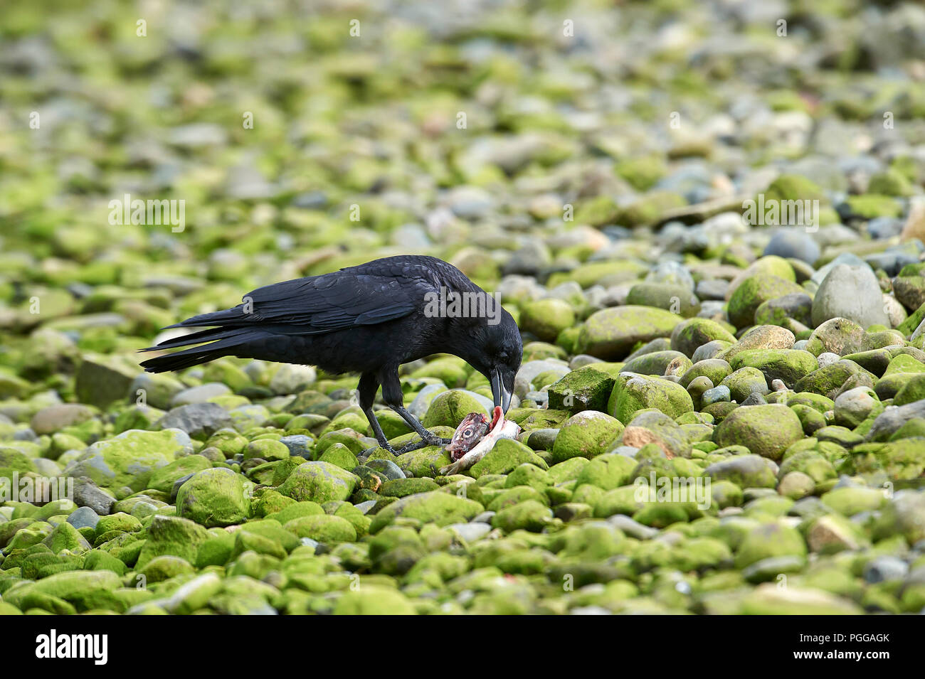 American crow feeding hi-res stock photography and images - Alamy