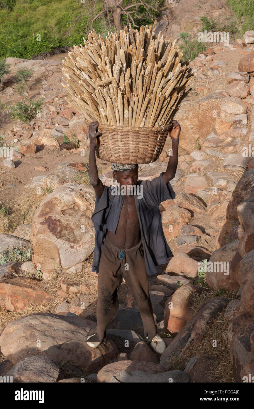 Pearl millet mali hi-res stock photography and images - Alamy