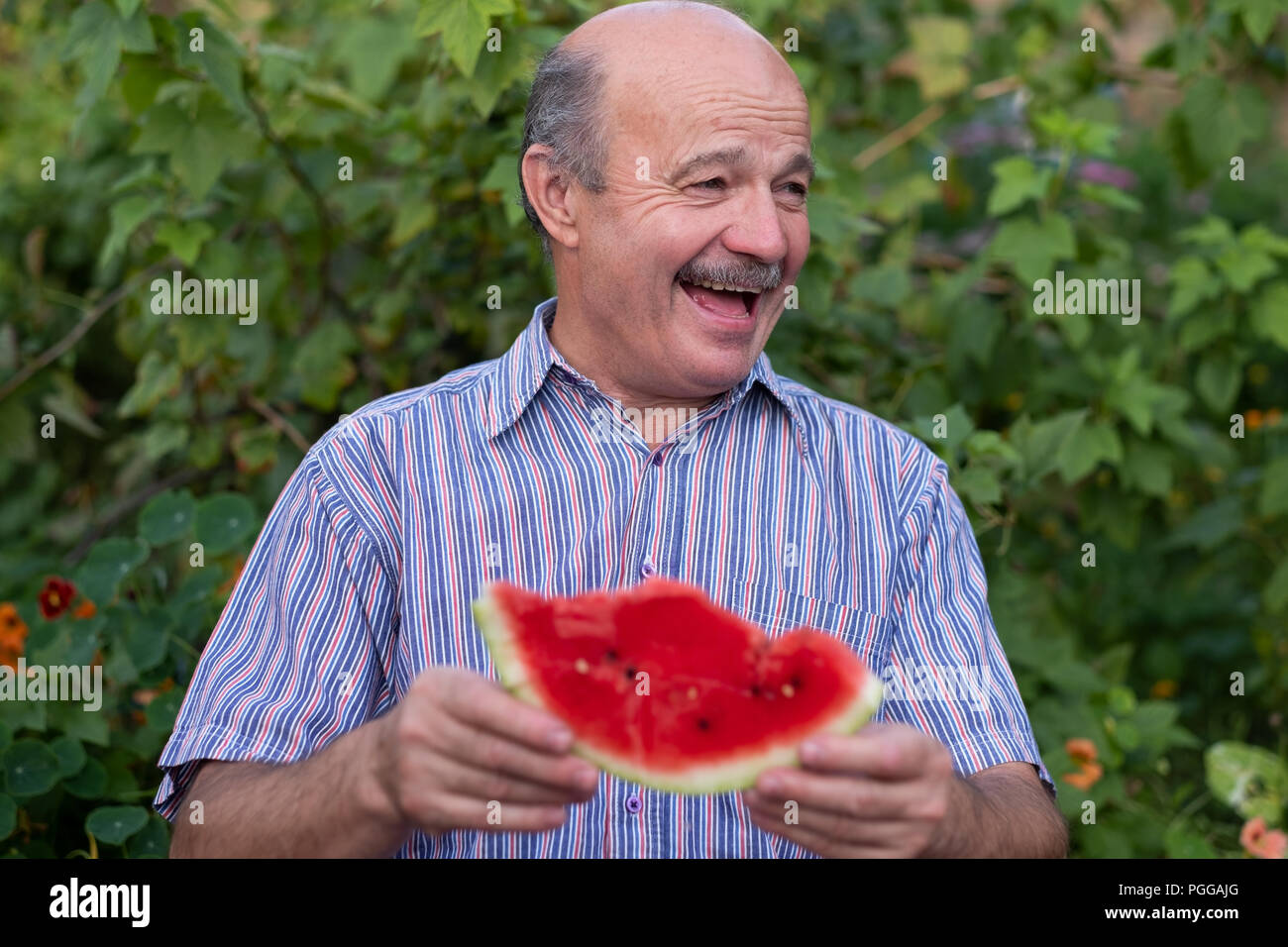 Mature caucasian man with mustache eating juicy water melon with ...