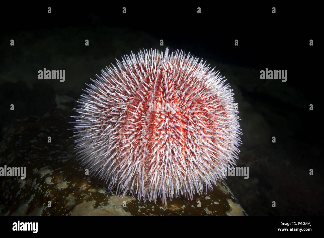 European edible sea urchin or common sea urchin (Echinus esculentus ...