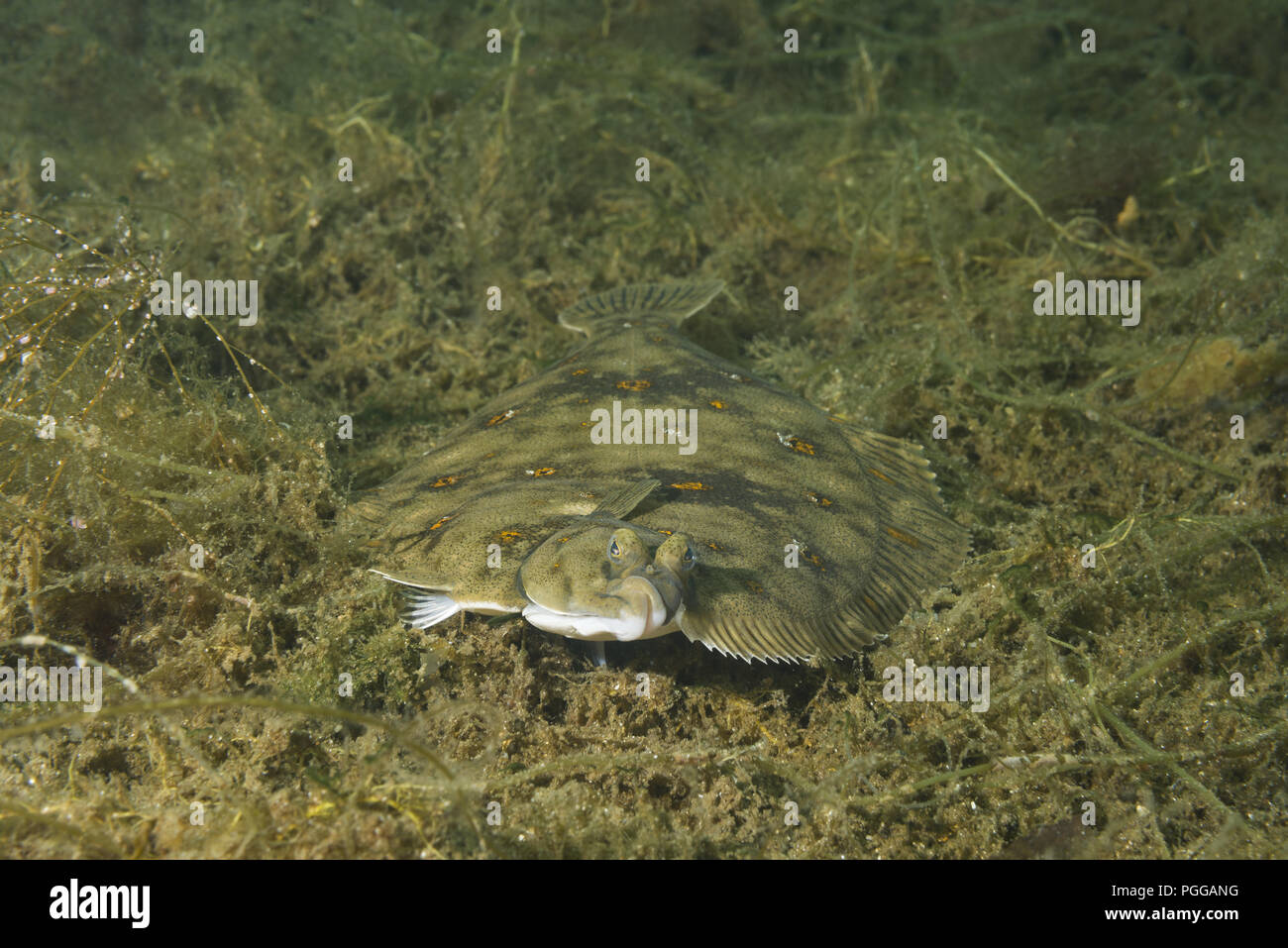 European plaice (Pleuronectes platessa) on algae Stock Photo - Alamy