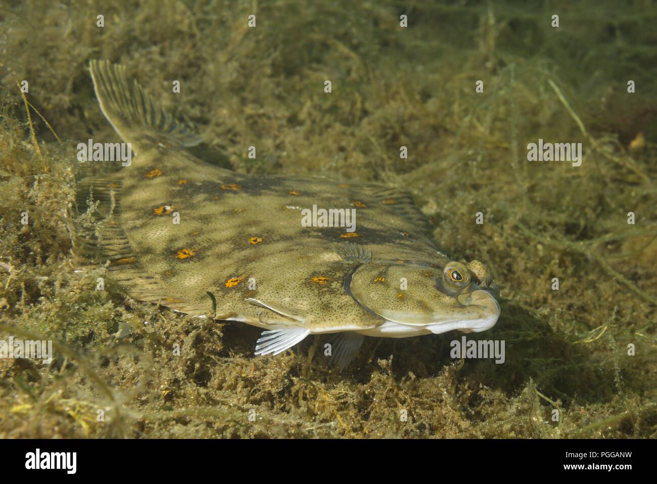 Plaice underwater hi-res stock photography and images - Alamy