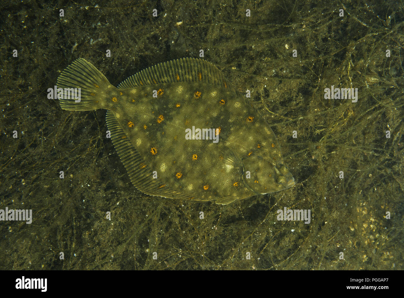 Polar plaice hi-res stock photography and images - Alamy