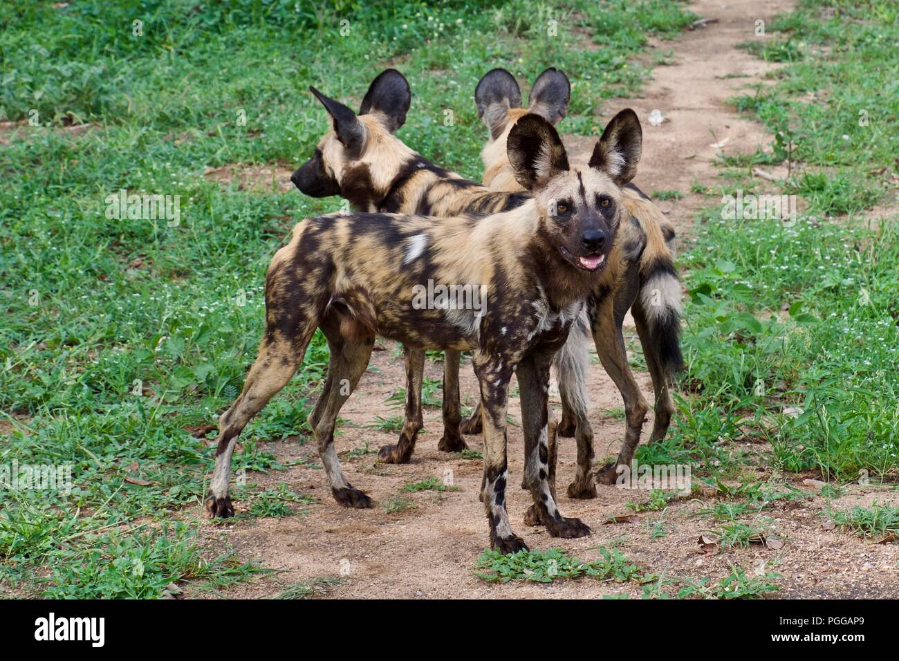 African wild dogs Stock Photo - Alamy