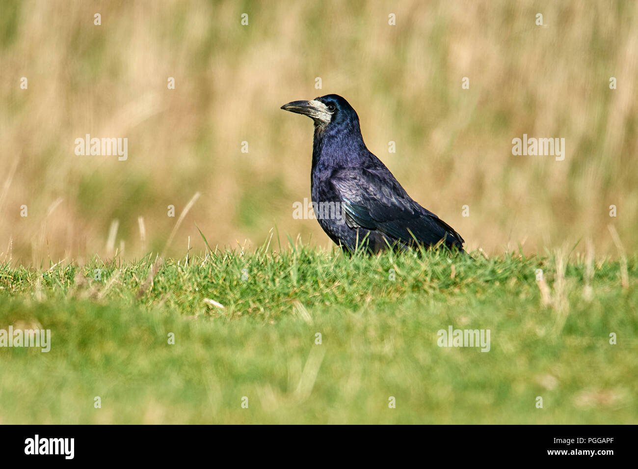 Rook (Corvus frugilegus), Elmley Marshes RSPB Reserve, England Stock ...