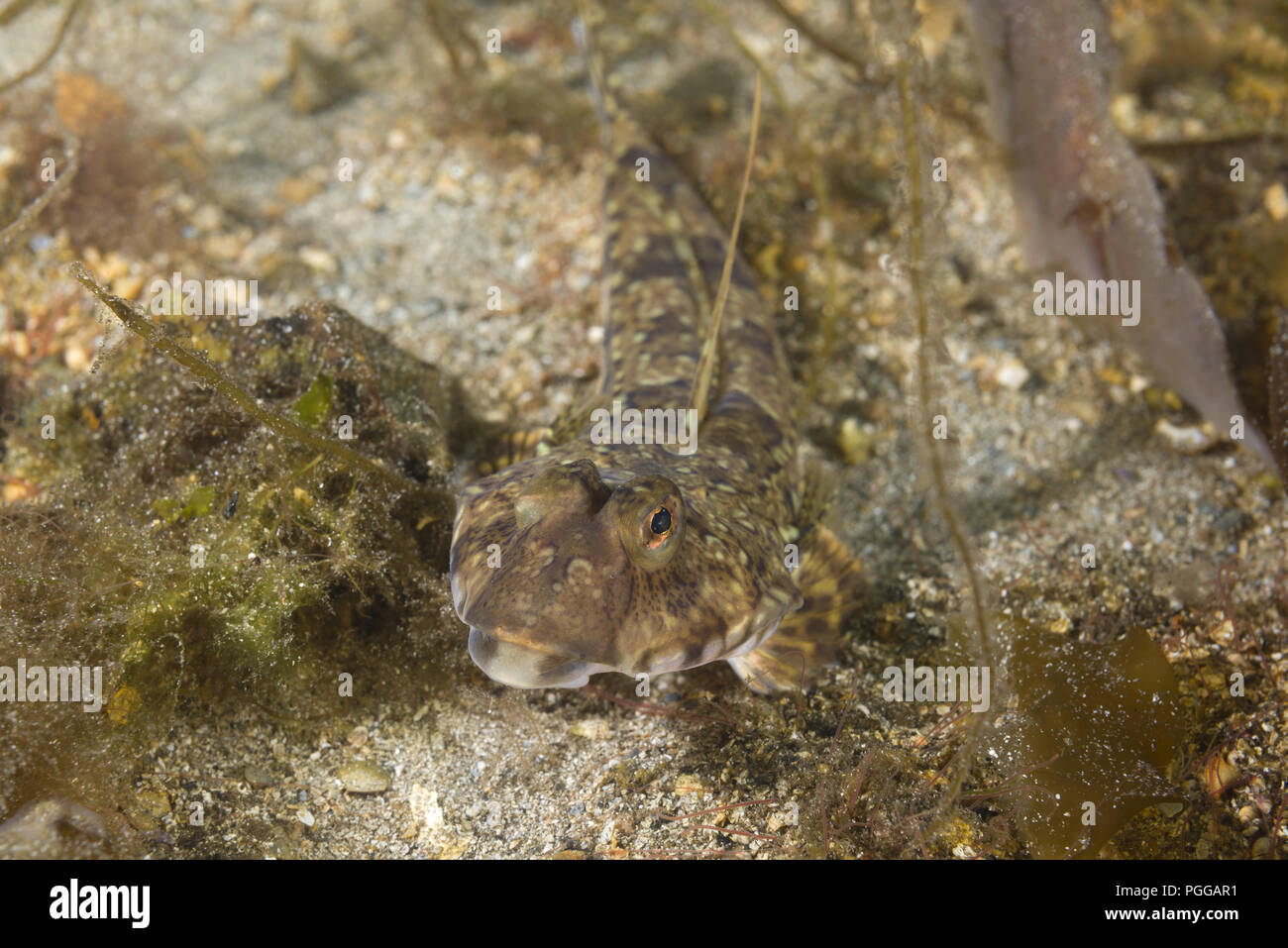 Male Reticulated Dragonet (Callionymus reticulatus) lies on the seaweed ...