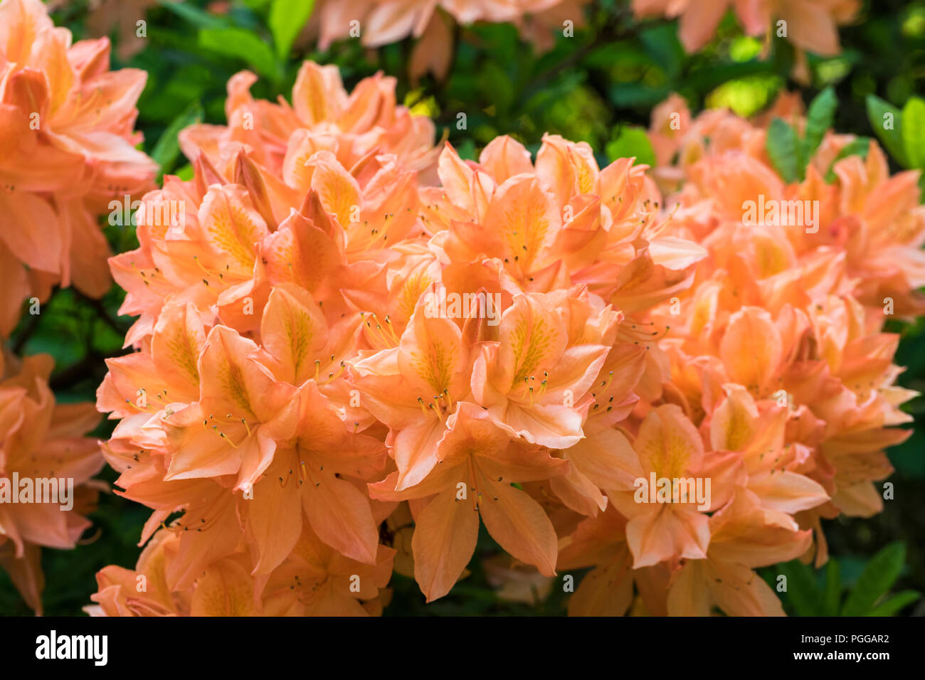 Orange flowering shrub hi-res stock photography and images - Alamy