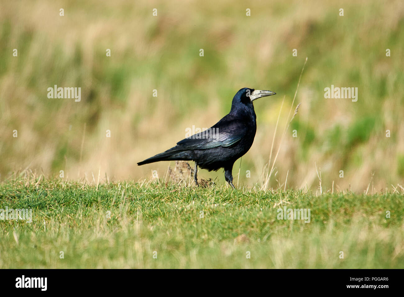 Rook (Corvus frugilegus), Elmley Marshes RSPB Reserve, England Stock ...