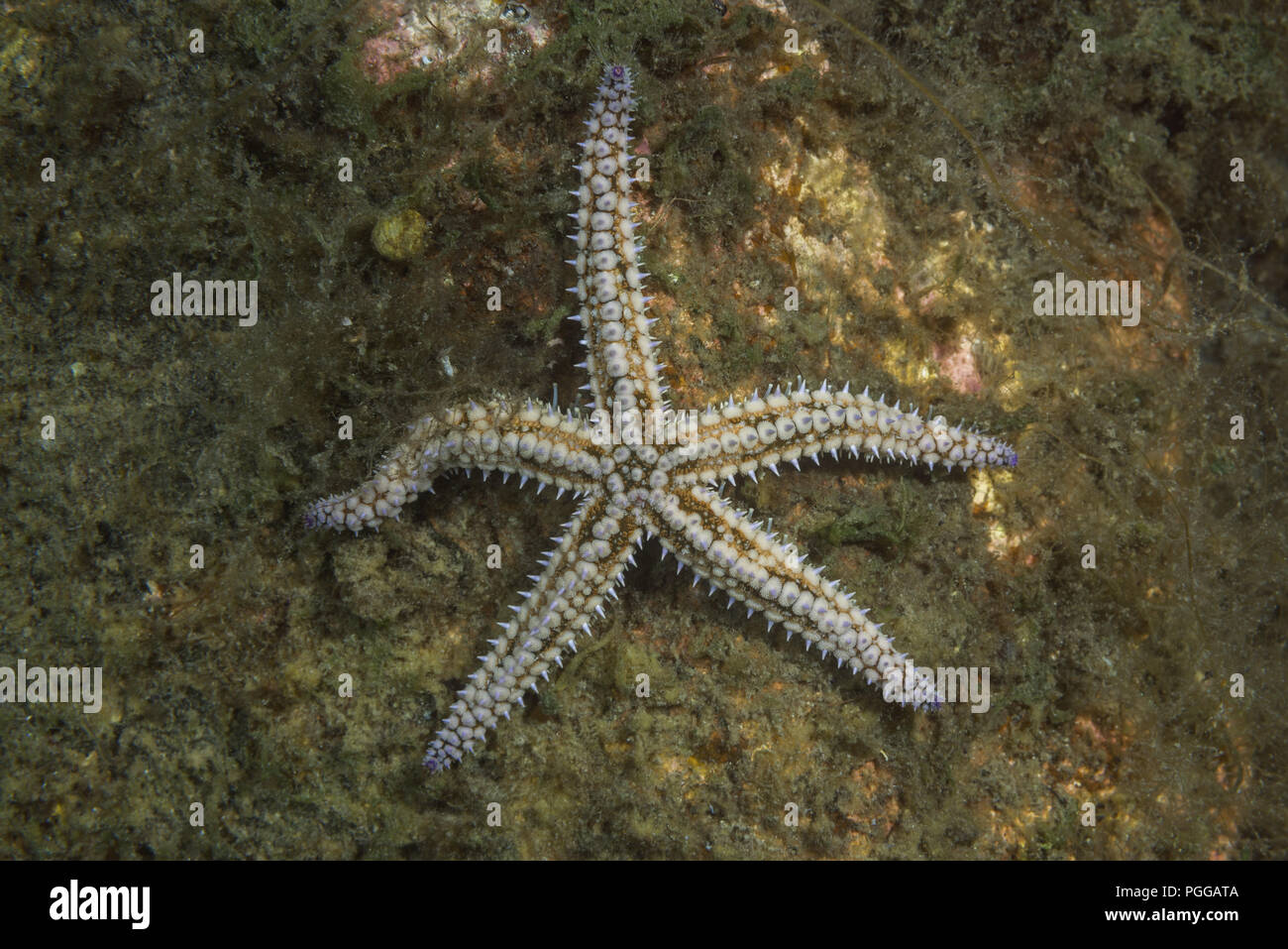 Spiny Starfish (Marthasterias glacialis Stock Photo - Alamy