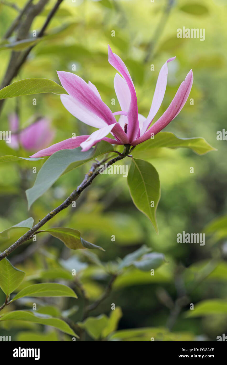 Close up of a single Magnolia Spectrum bloom flowering in spring ...