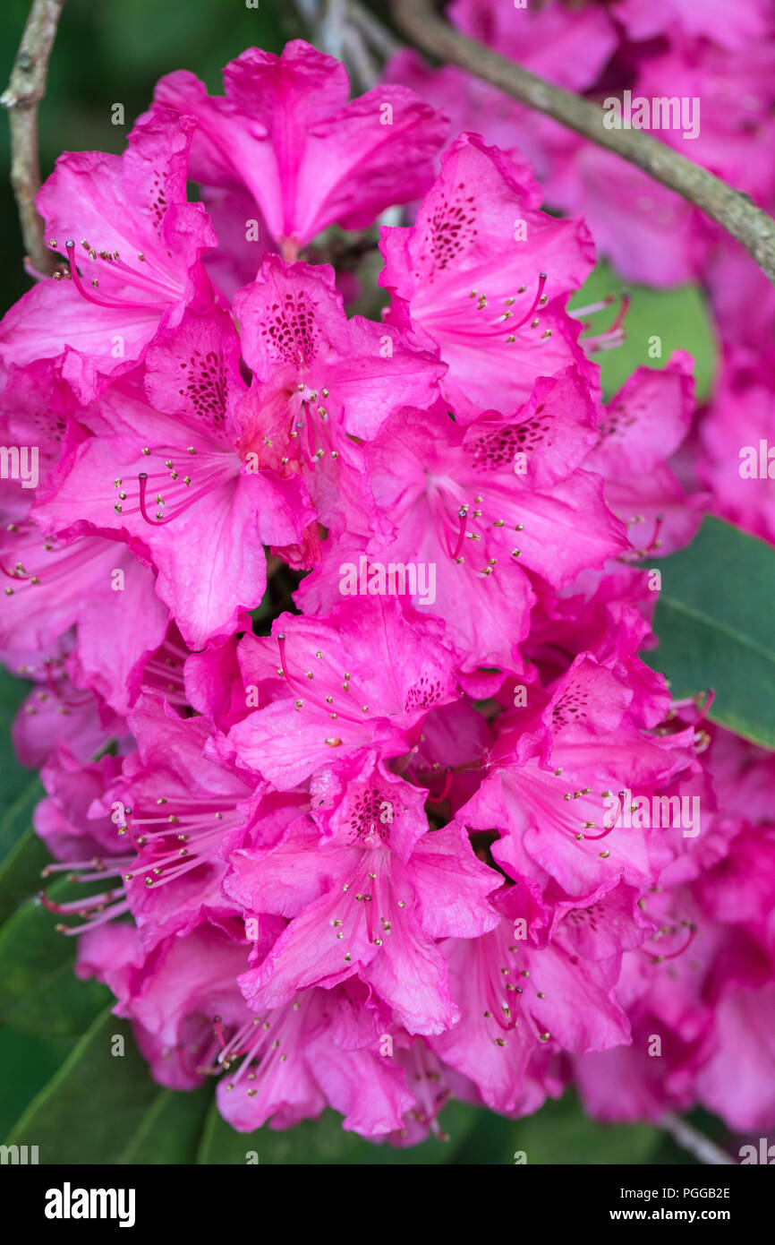 Close up of Rhododendron Cynthia flowering in Spring in an English ...
