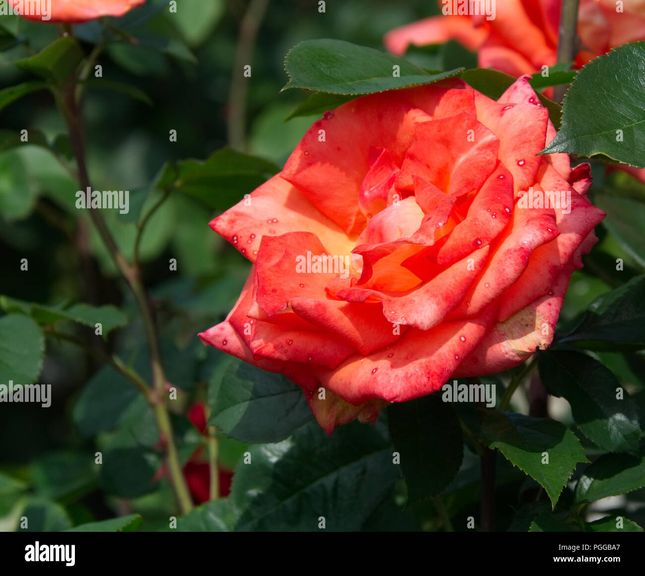 Reddish orange rose blossom - Garden flowers blooming in the summer ...