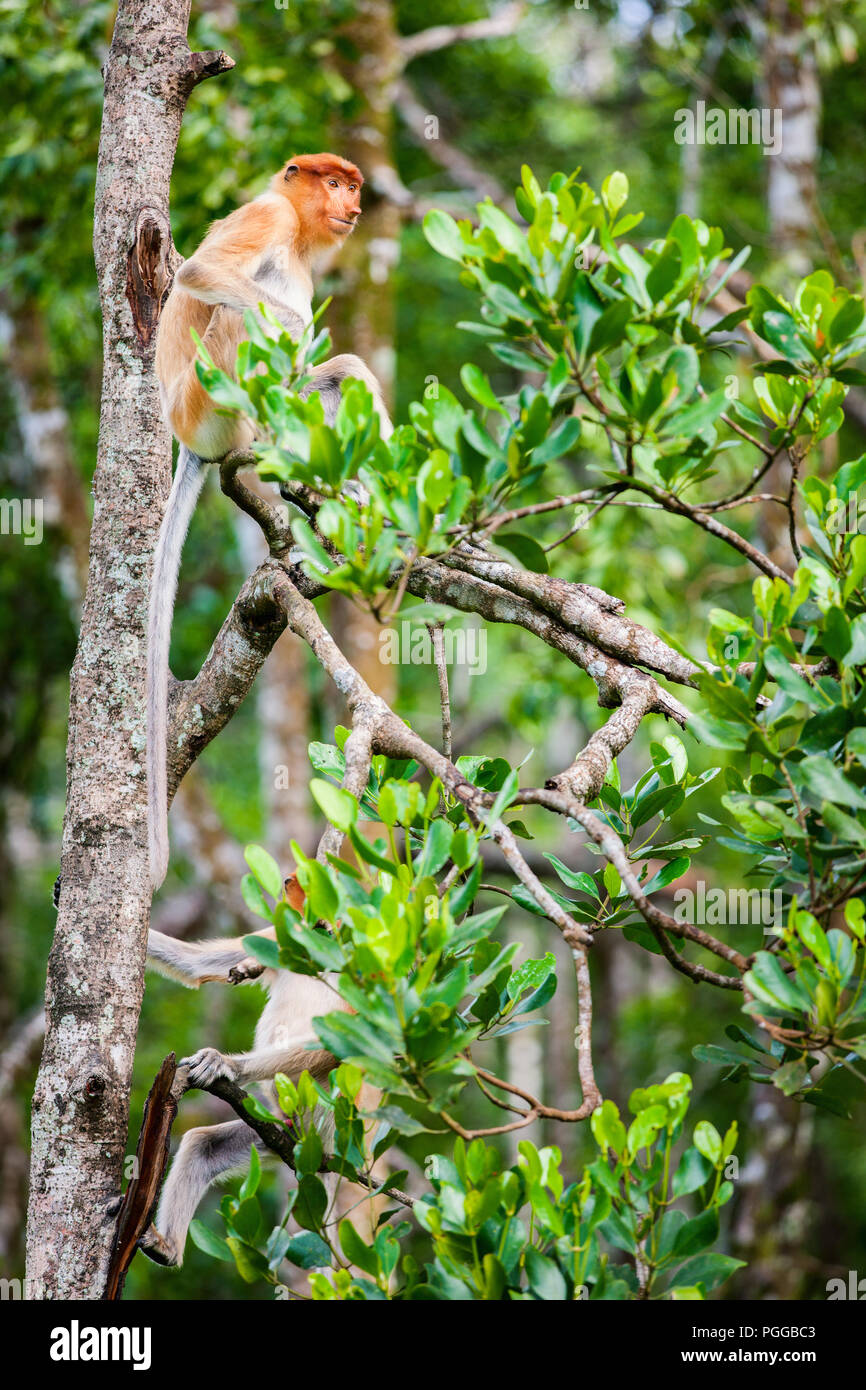 Female proboscis monkey in a wild on Borneo island in Malaysia Stock ...