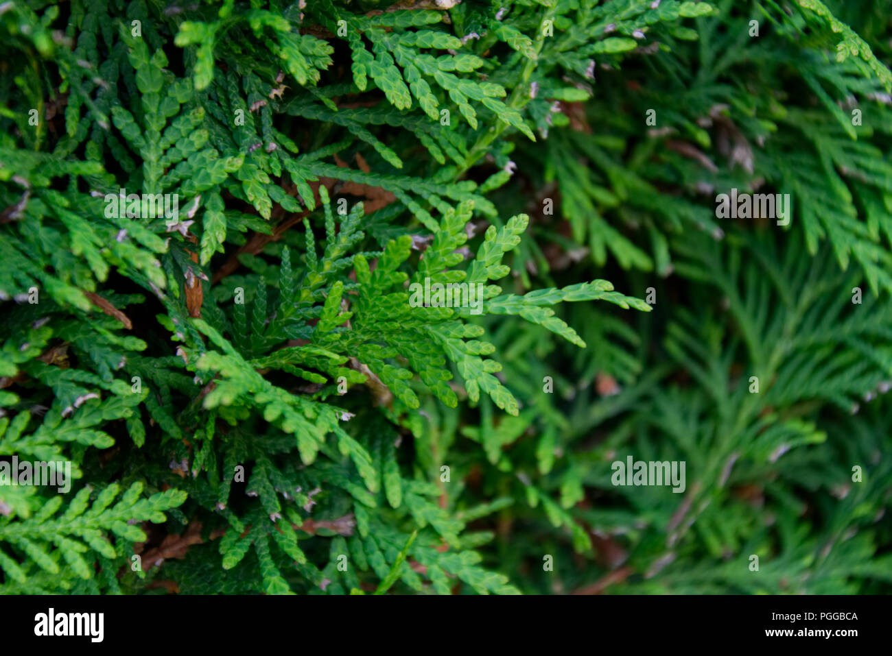Dry thuja hedge hi-res stock photography and images - Alamy