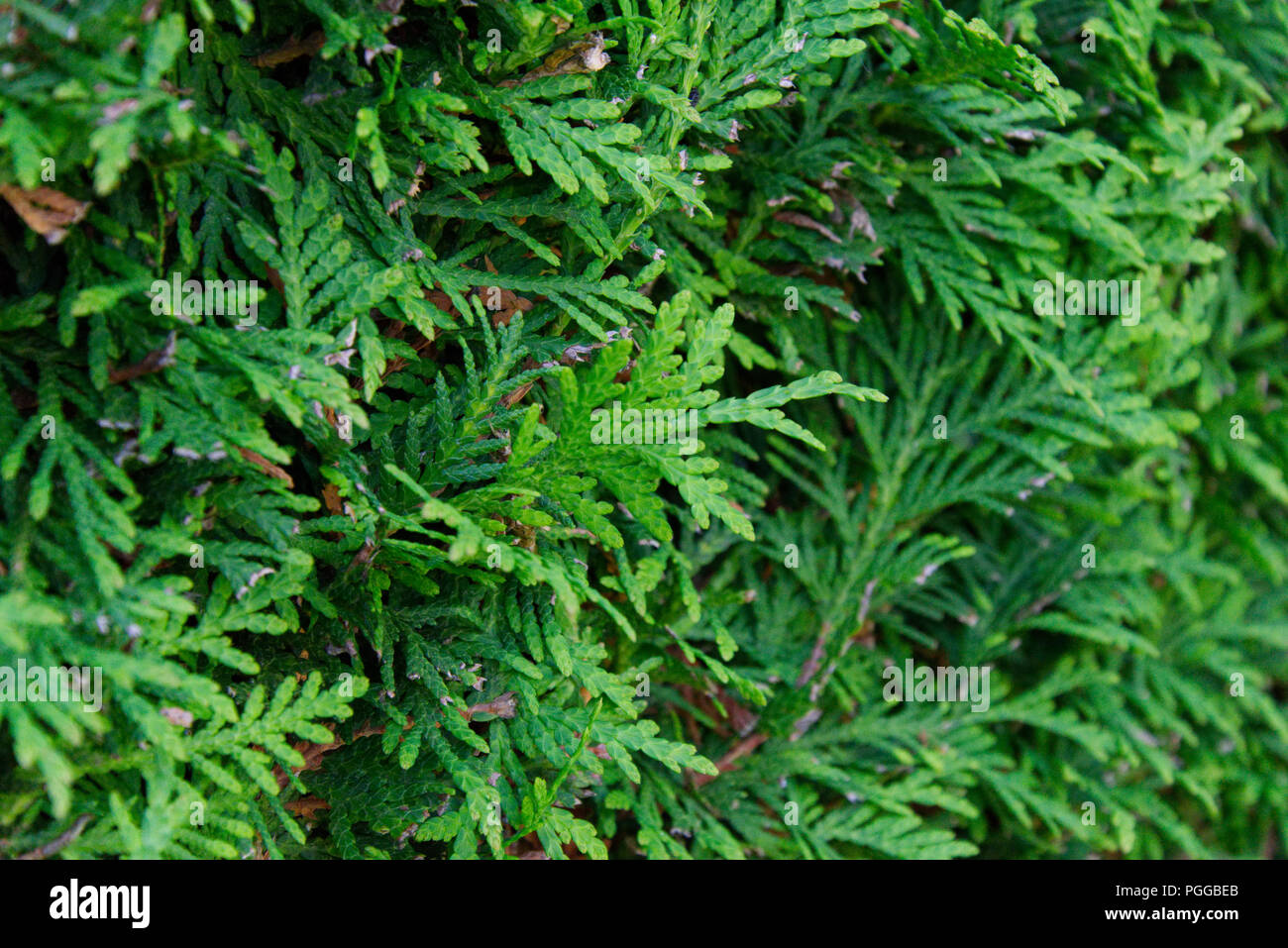 Dry thuja hedge hi-res stock photography and images - Alamy