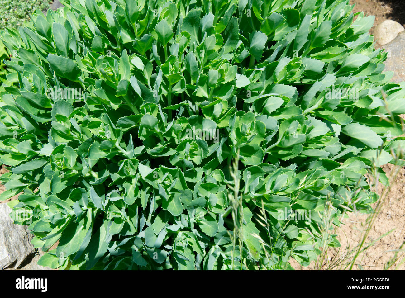 Green plant in the garden - Bird view Stock Photo - Alamy