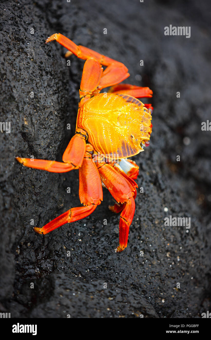Lava shell hi-res stock photography and images - Alamy