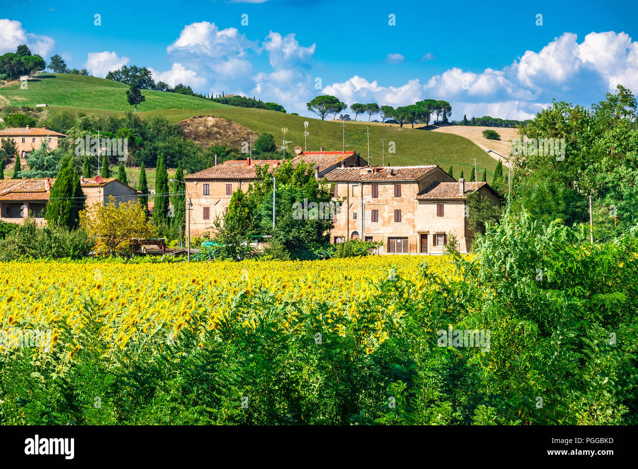 Tuscany landscape sunflowers hi-res stock photography and images - Alamy