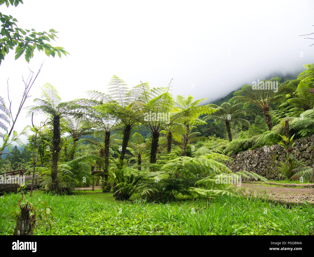 Giant fern trees along side a trail with misty sky in Xitou Nature ...