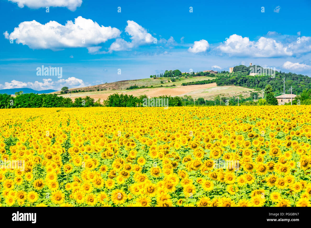 Sunflower fields in Tuscany, Italy Stock Photo - Alamy