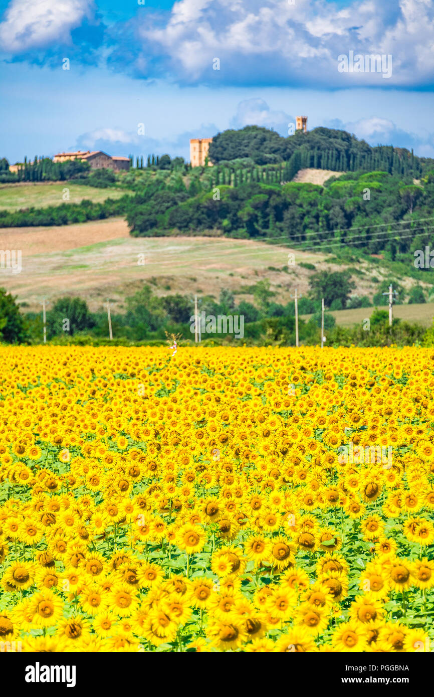 Sunflower fields in Tuscany, Italy Stock Photo - Alamy