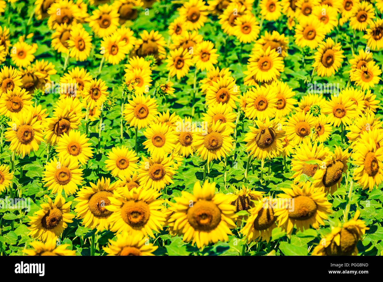 Sunflower fields in Tuscany, Italy Stock Photo - Alamy