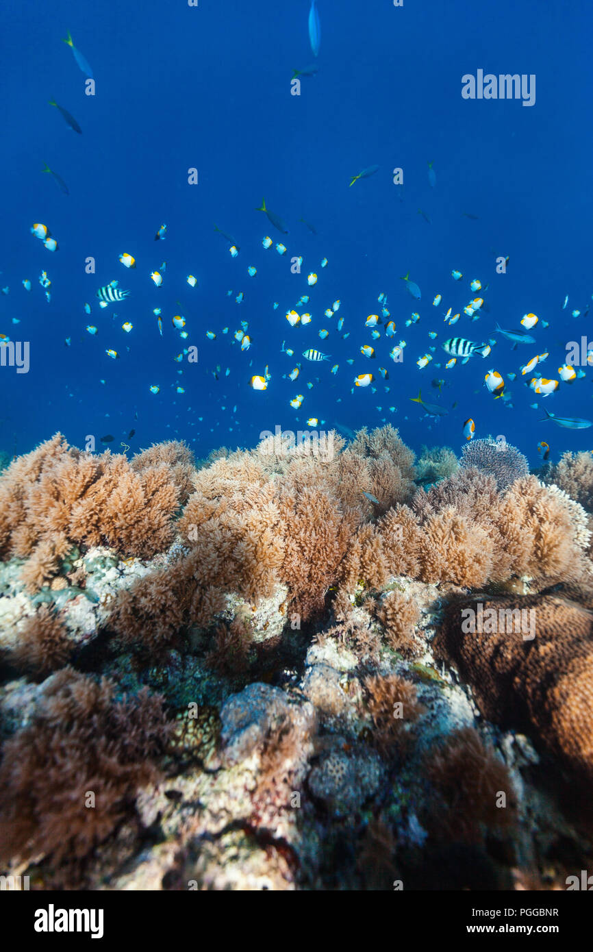 Maldives palau hi-res stock photography and images - Alamy