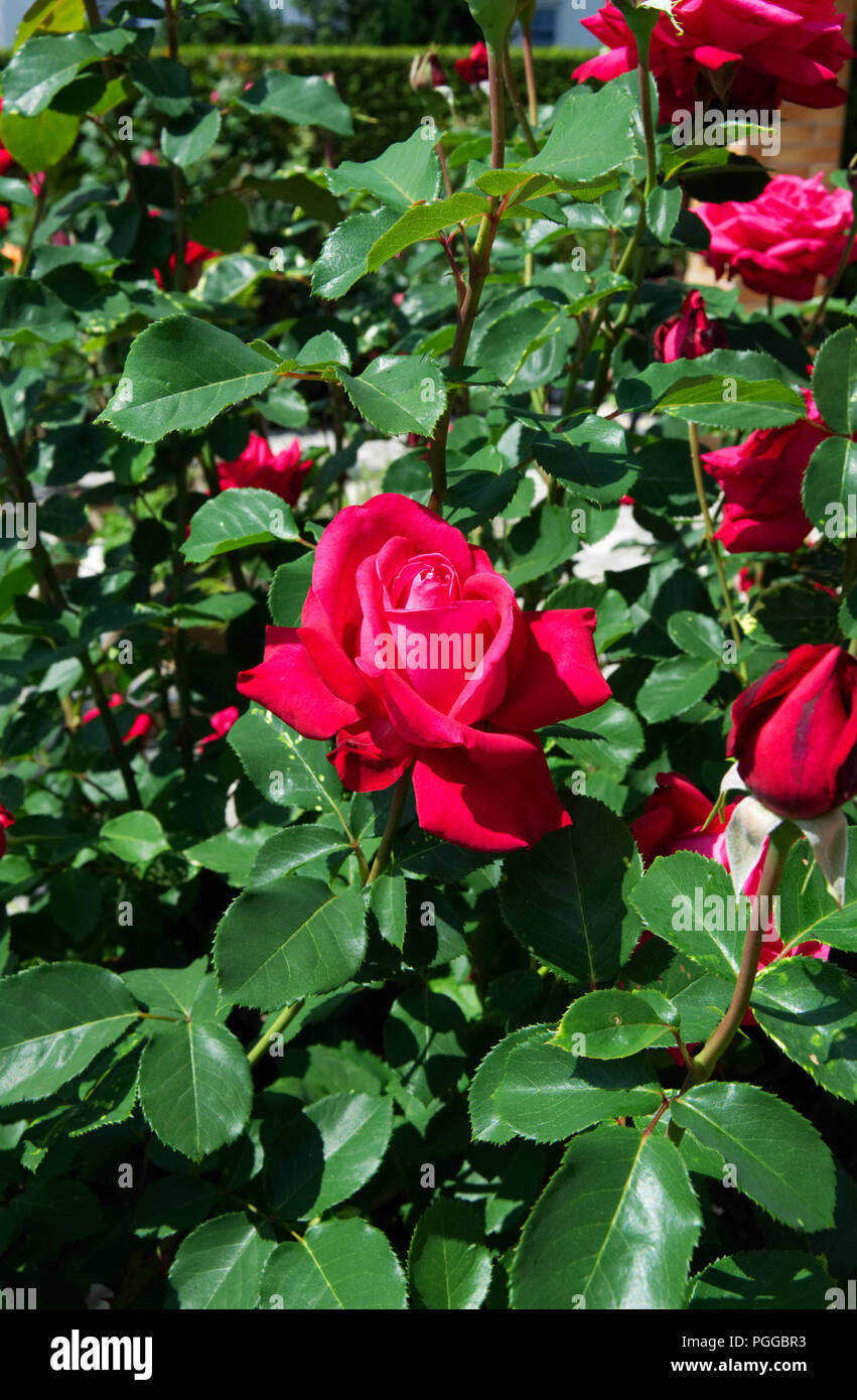 Blooming red rose - Flower blossoms in the garden Stock Photo - Alamy