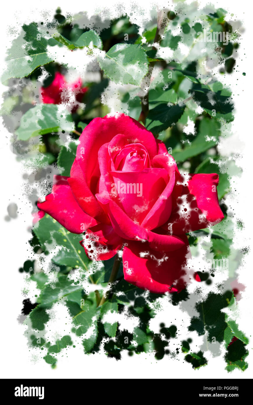 Blooming red rose - Flower blossoms in the garden, textured framing ...