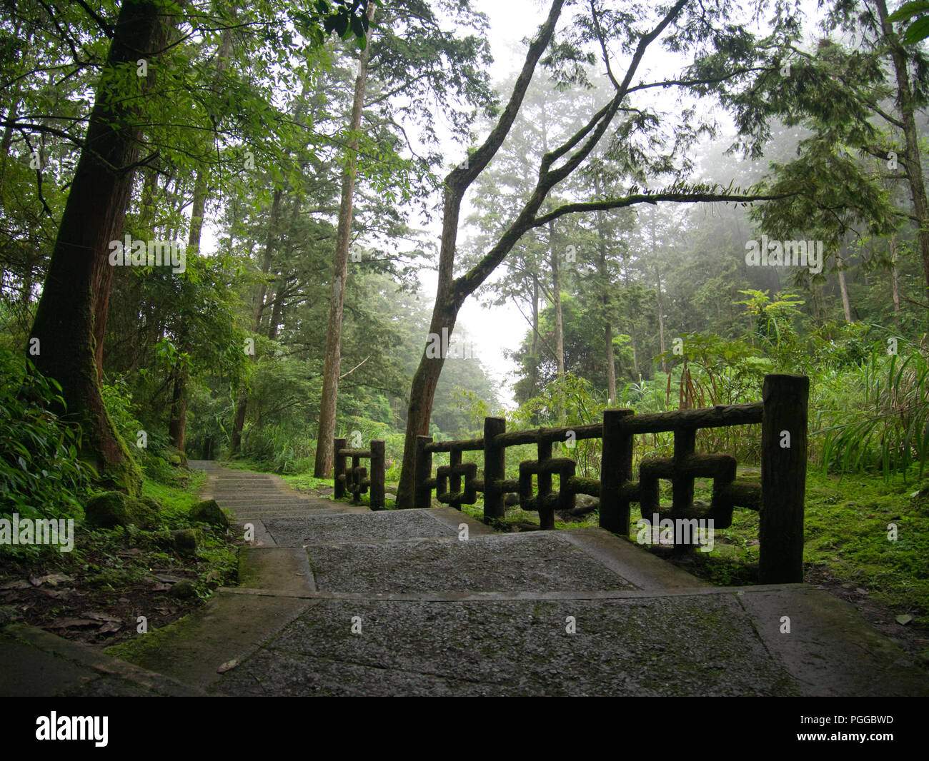 Big Stairs leading down hill in a green misty forest in in Xitou Nature ...