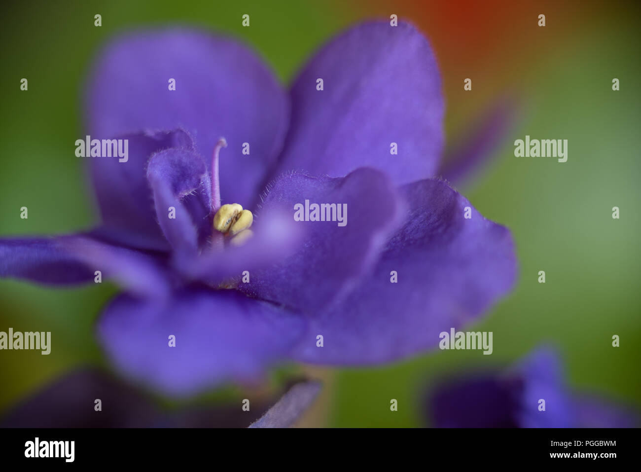 Parma violets hi-res stock photography and images - Alamy