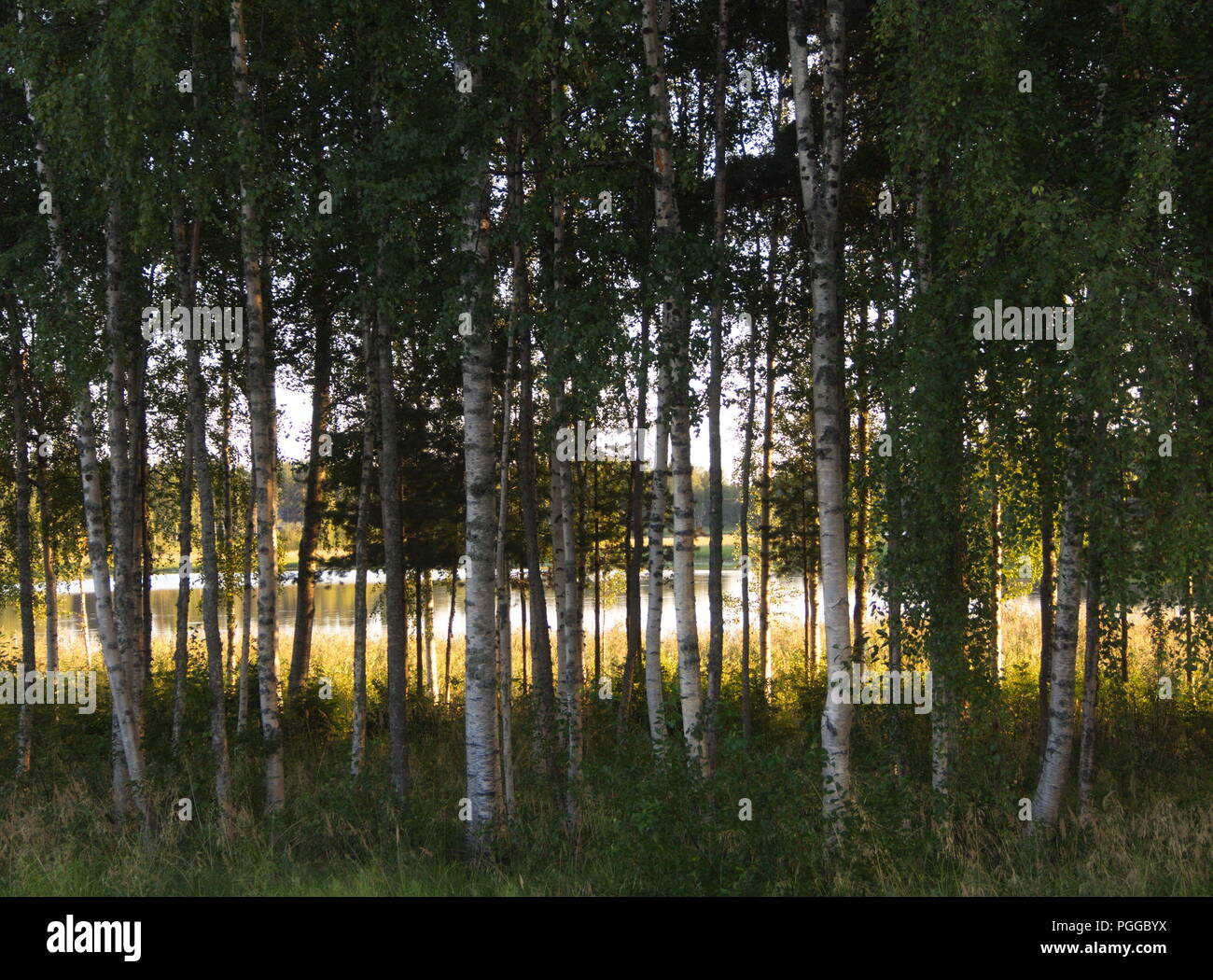 Swedish summer dawn hi-res stock photography and images - Alamy
