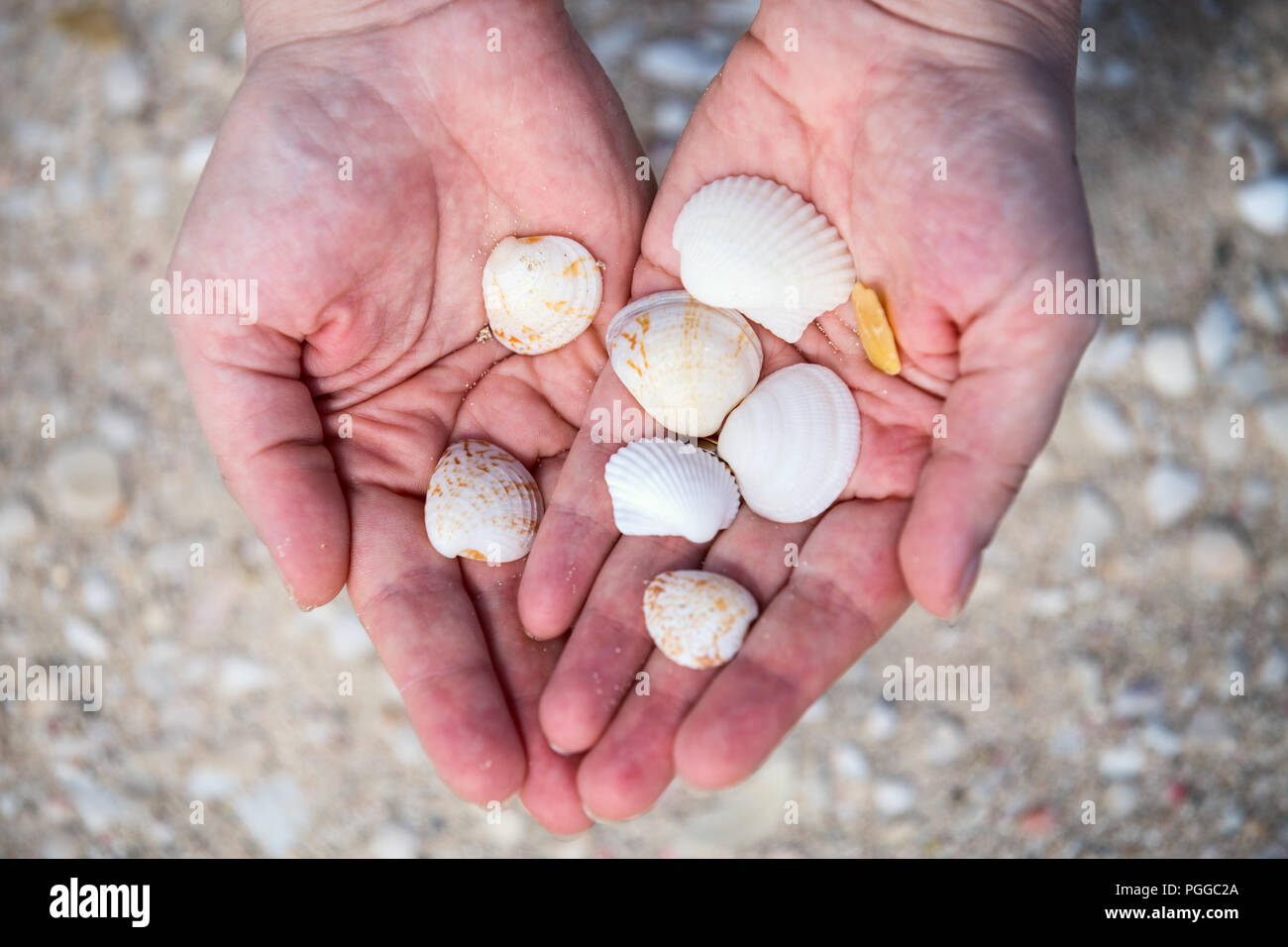 White beautiful shells hi-res stock photography and images - Alamy