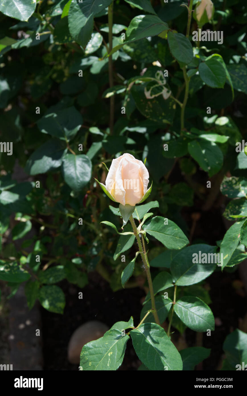 Opening Rose Bud High Resolution Stock Photography and Images - Alamy