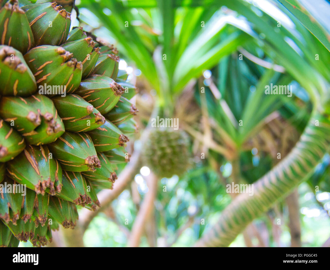 Green Pandan fruit in closeup with screwpalm / pandan tree with more ...