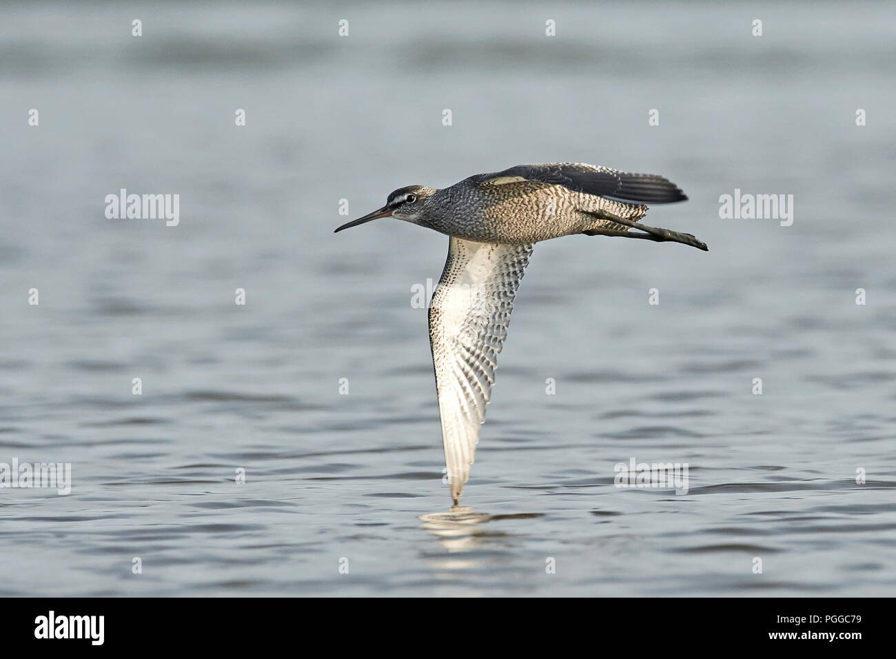 Spotted redshank hi-res stock photography and images - Alamy