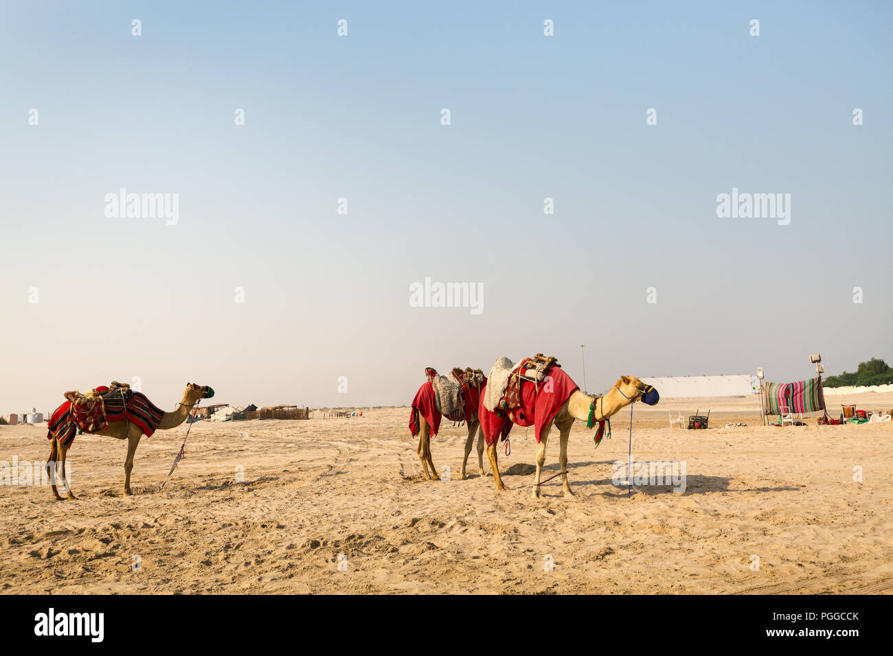 Camels in Qatar desert Stock Photo - Alamy