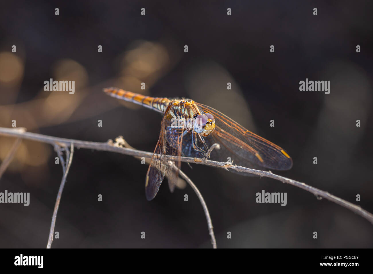 Dragonfly photographed in their natural environment Stock Photo - Alamy