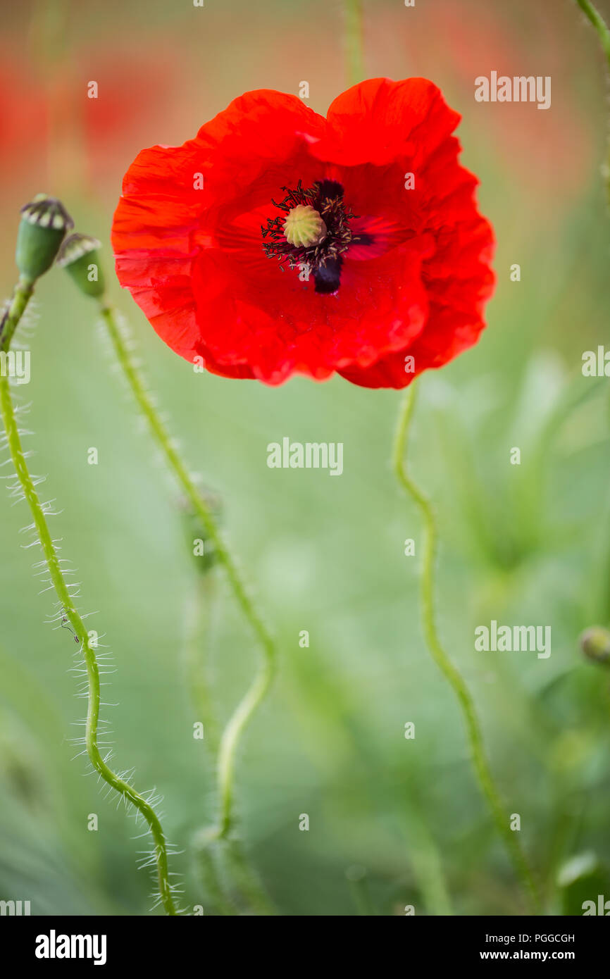 Field of wild poppy flowers hi-res stock photography and images - Alamy