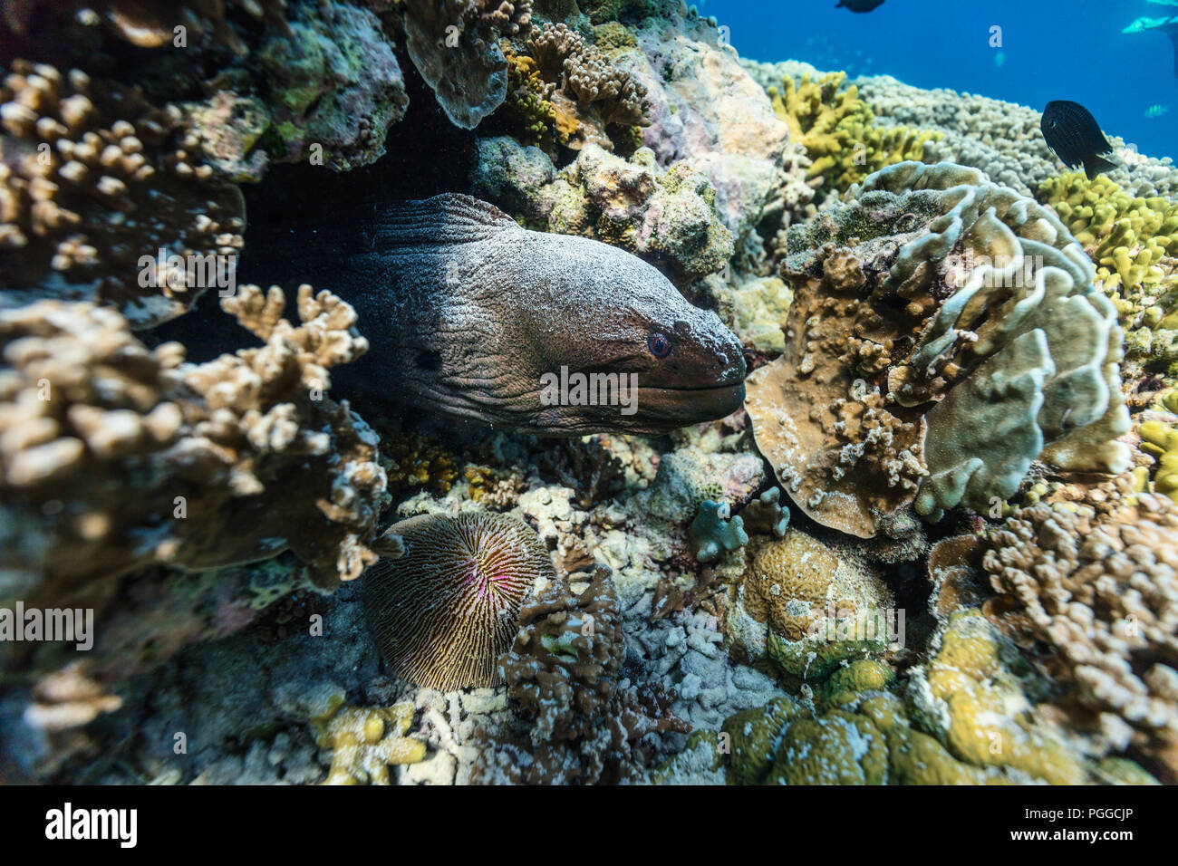 Beautiful colorful coral reef, moray eel and tropical fish underwater ...