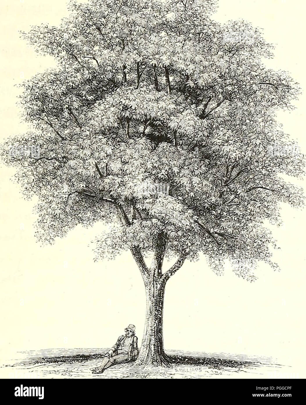 "A history of British forest-trees, indigenous and introduced" (1842 ...